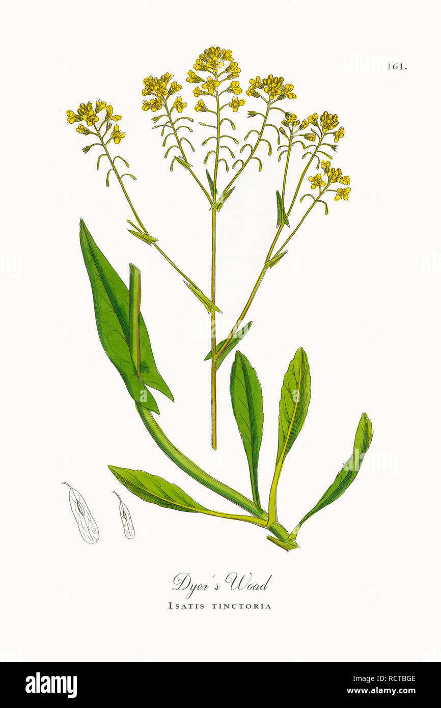 Antique Hand-Colored Victorian Botanical Illustration, Circa 1863 Stock ...