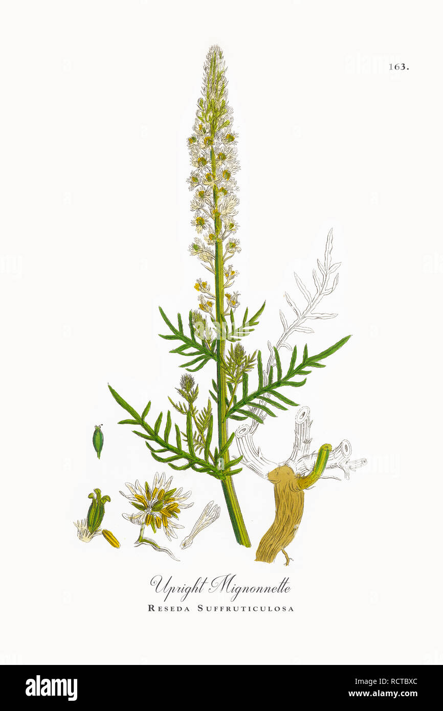 Antique Hand-Colored Victorian Botanical Illustration, Circa 1863 Stock ...