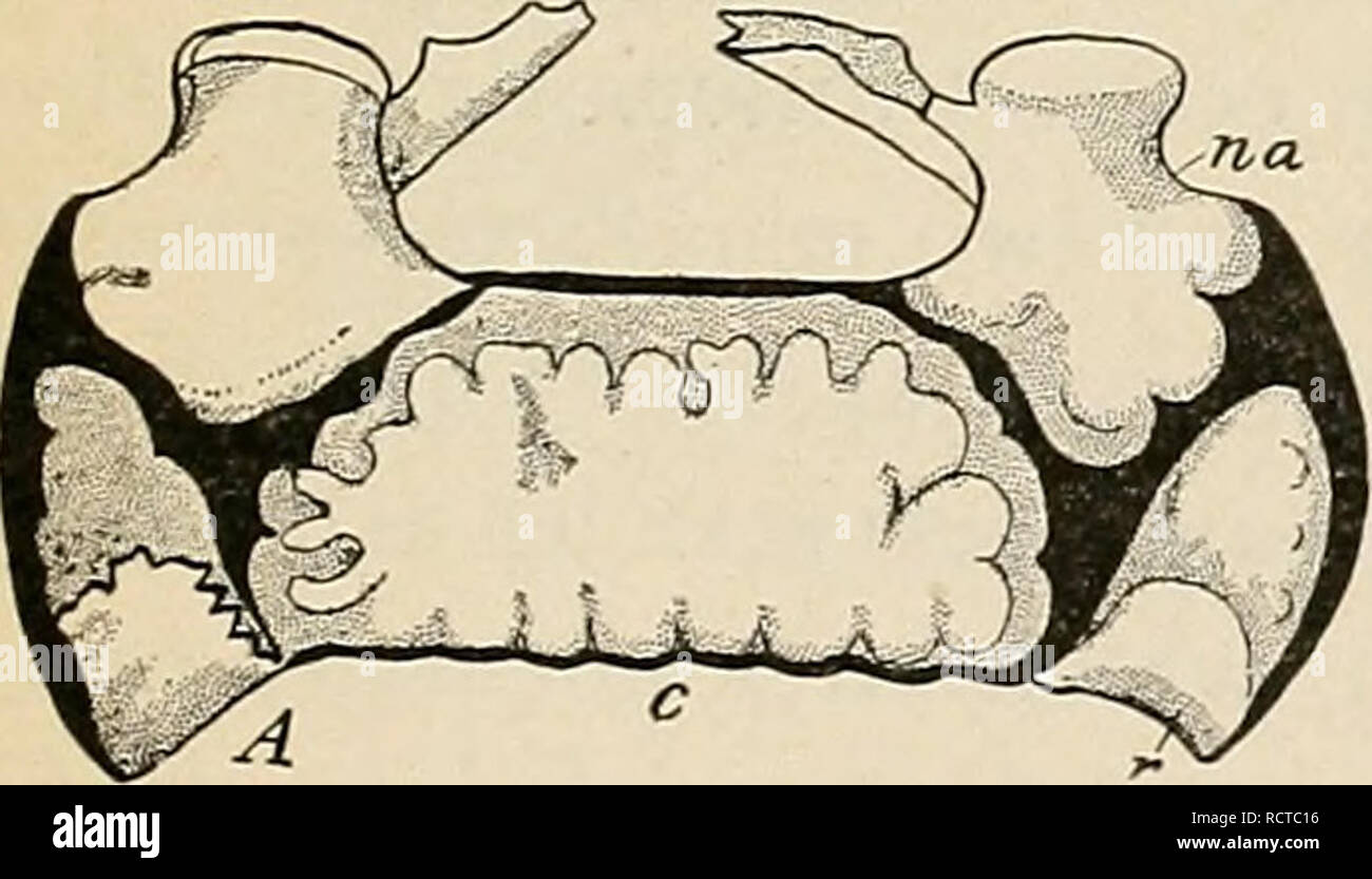 . The development of the human body : a manual of human embryology ...