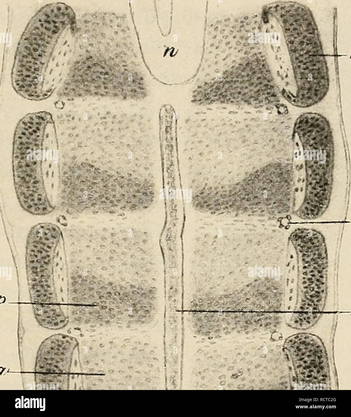 Embryo sternum development hi-res stock photography and images - Alamy