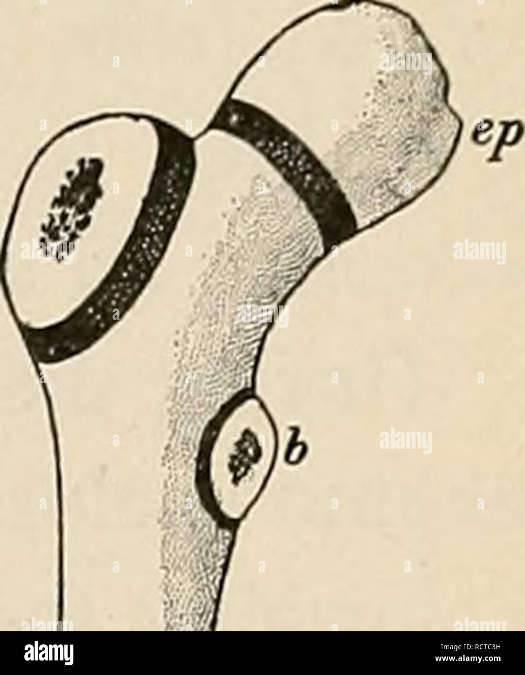 . The development of the human body : a manual of human embryology ...