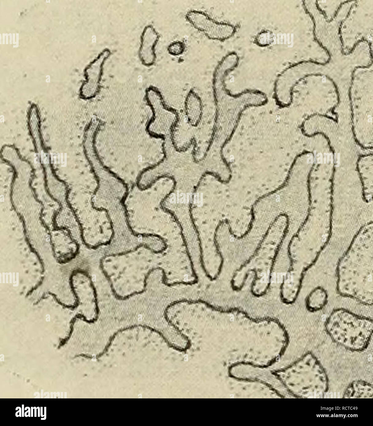 Represent connective tissue hi-res stock photography and images - Alamy