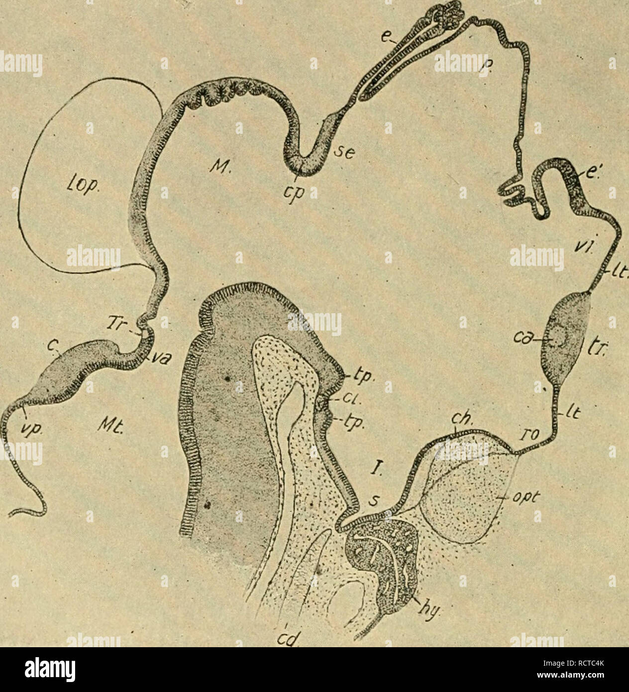 . The development of the chick : an introduction to embryology ...