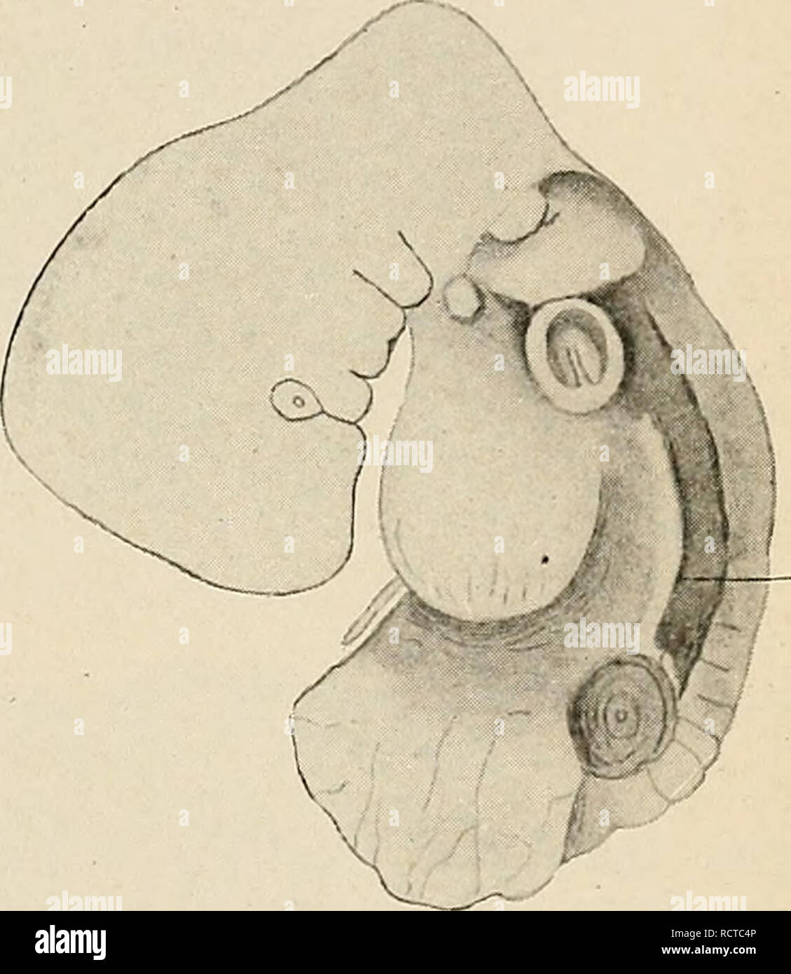 . The development of the human body : a manual of human embryology ...