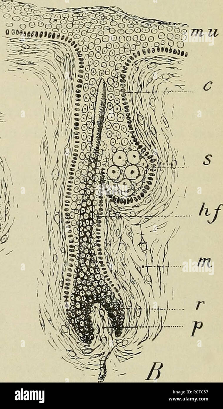 Mammalian hairs hi-res stock photography and images - Alamy