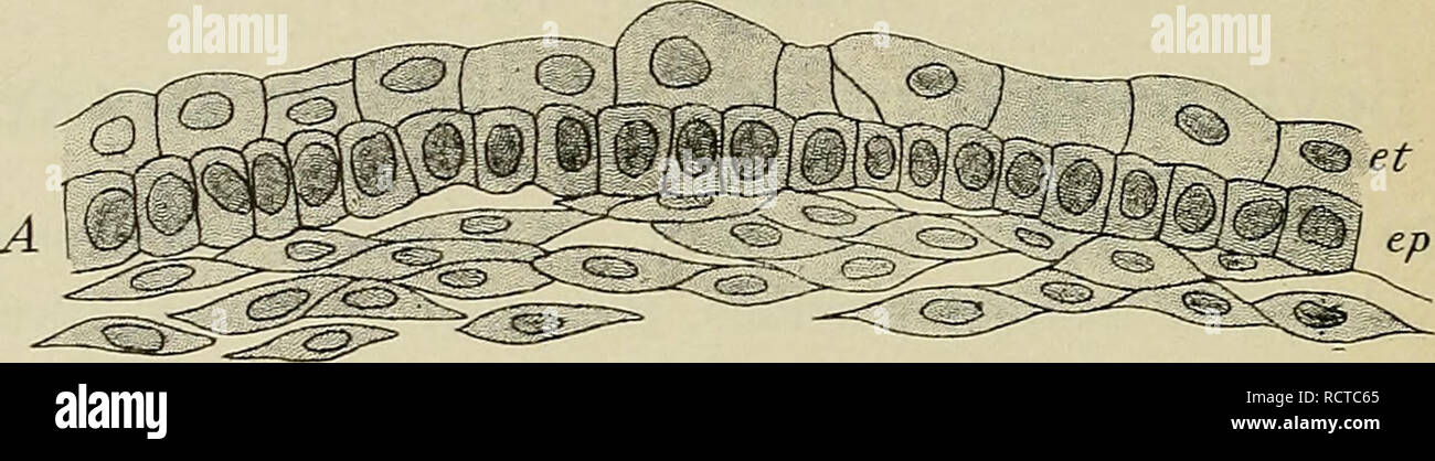 . The development of the human body : a manual of human embryology ...
