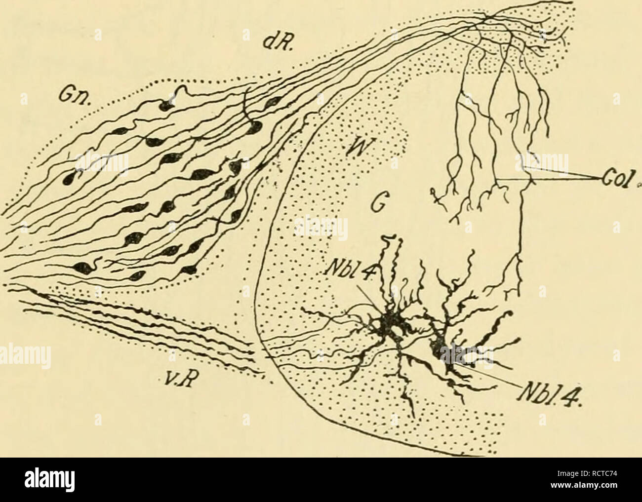 . The development of the chick : an introduction to embryology ...