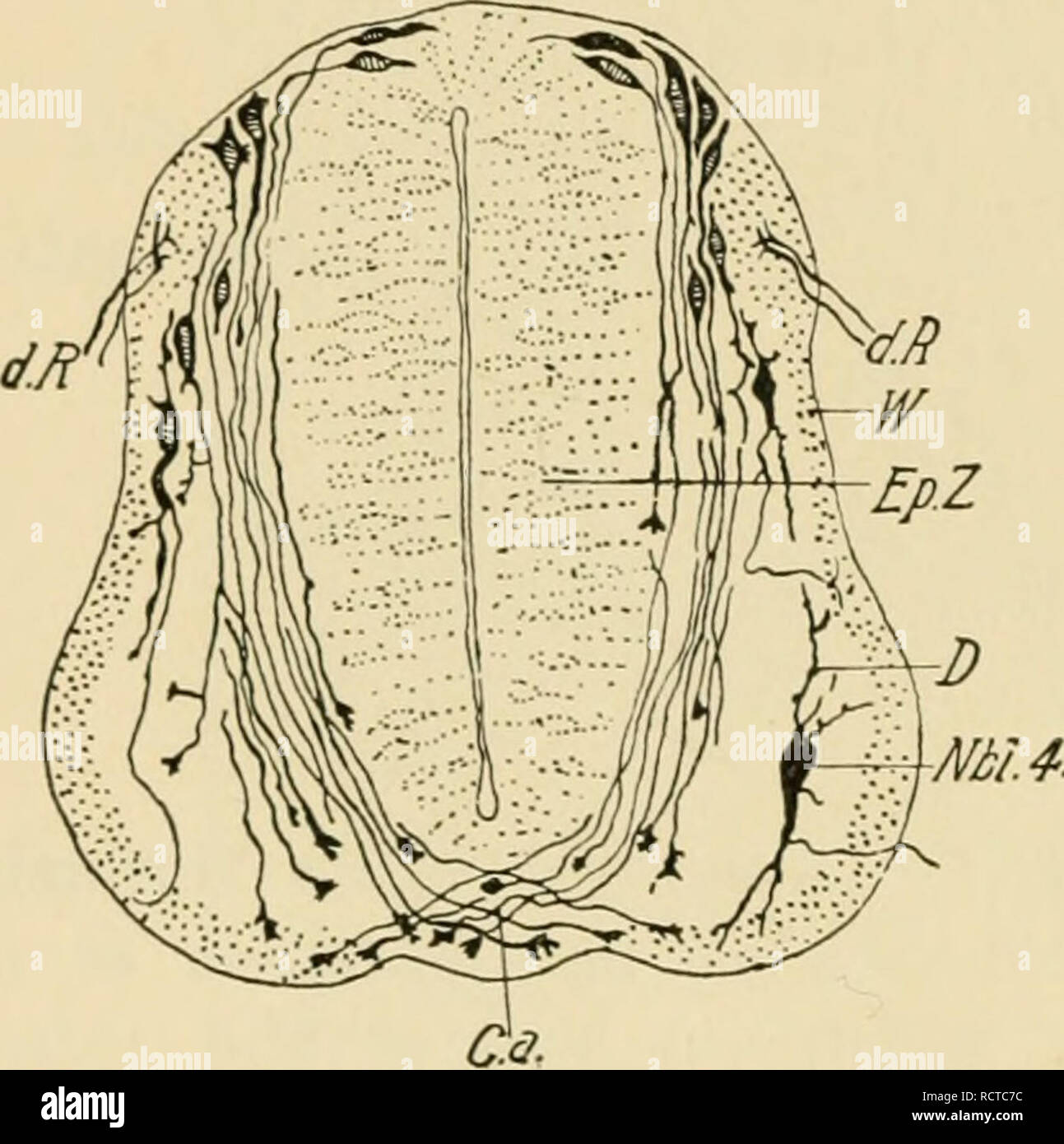 . The development of the chick : an introduction to embryology ...