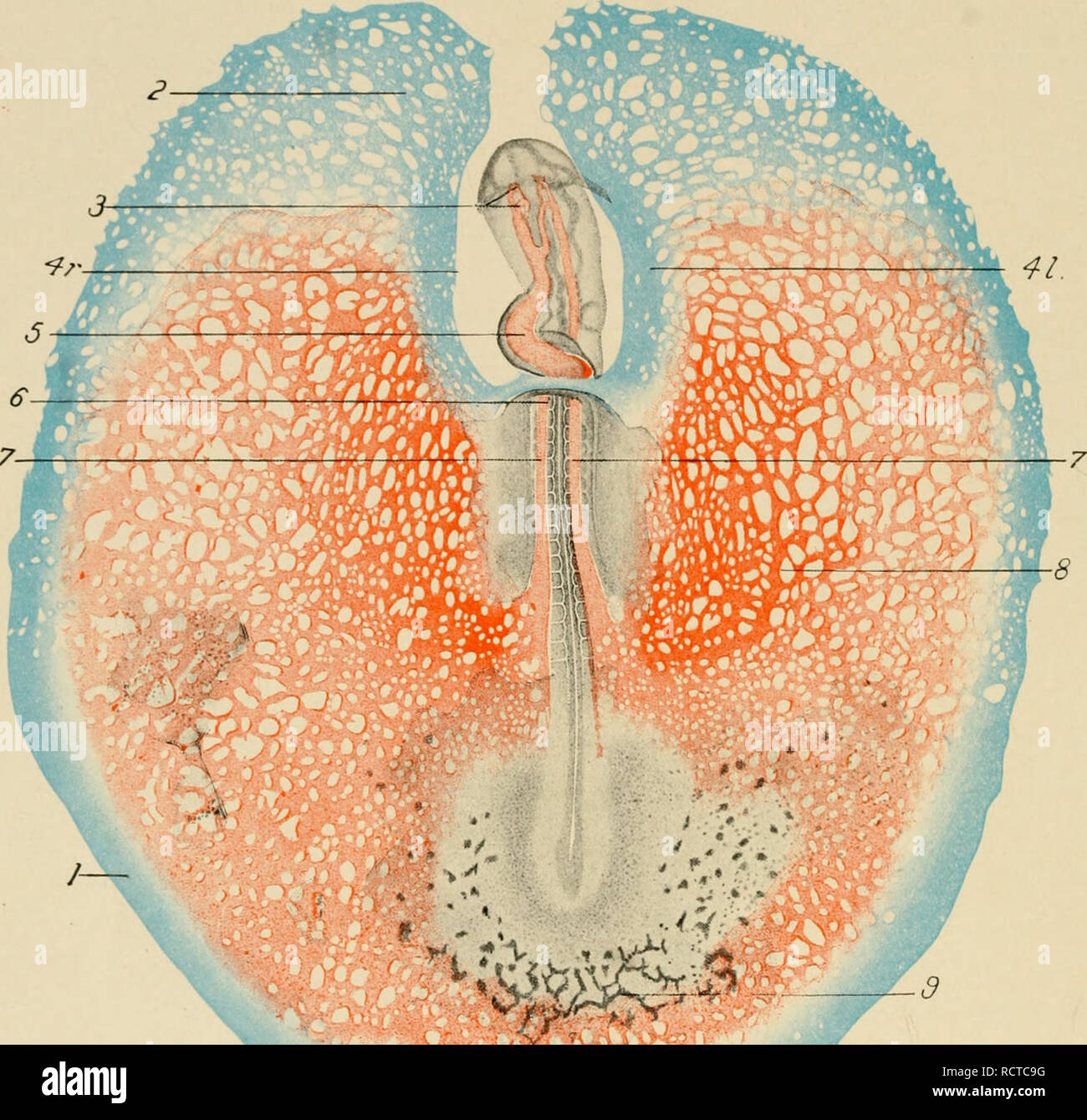 . The development of the chick : an introduction to embryology ...