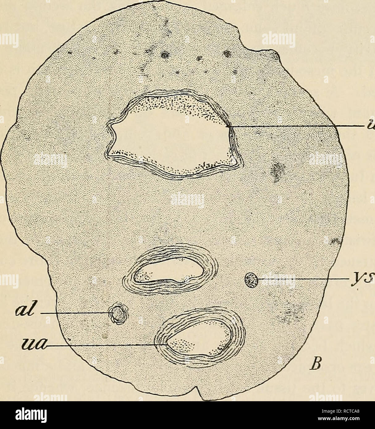 Umbilical Cord Cross Section