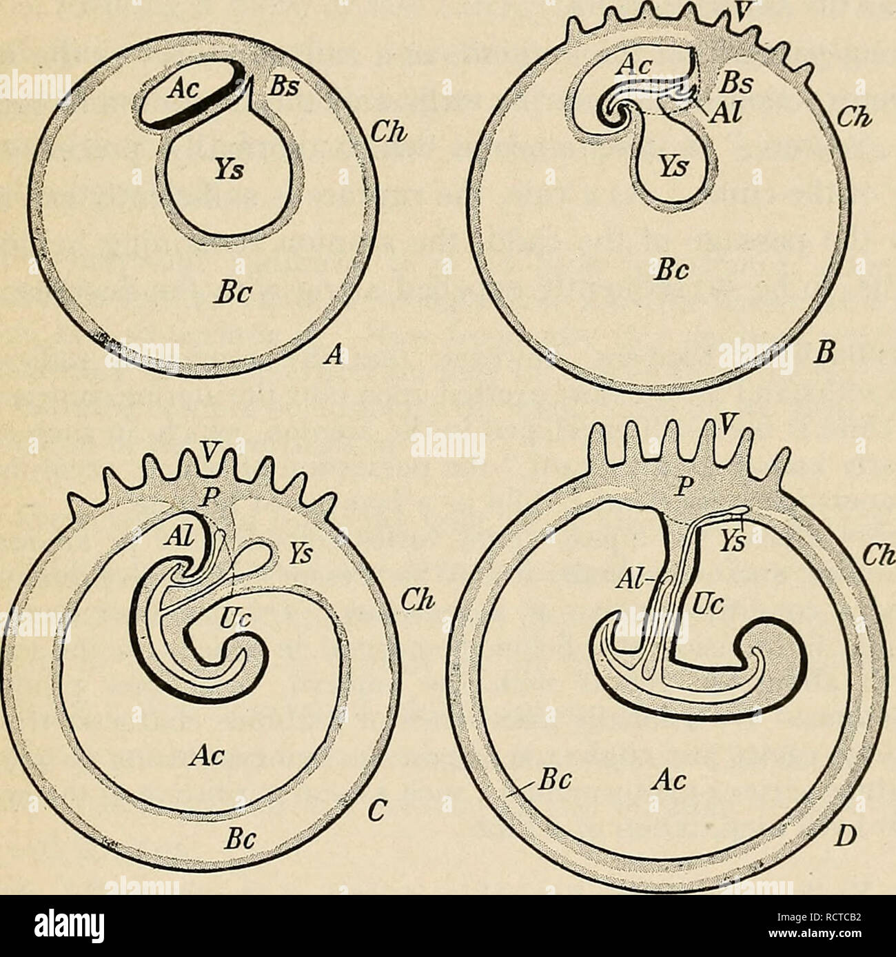. The development of the human body : a manual of human embryology ...