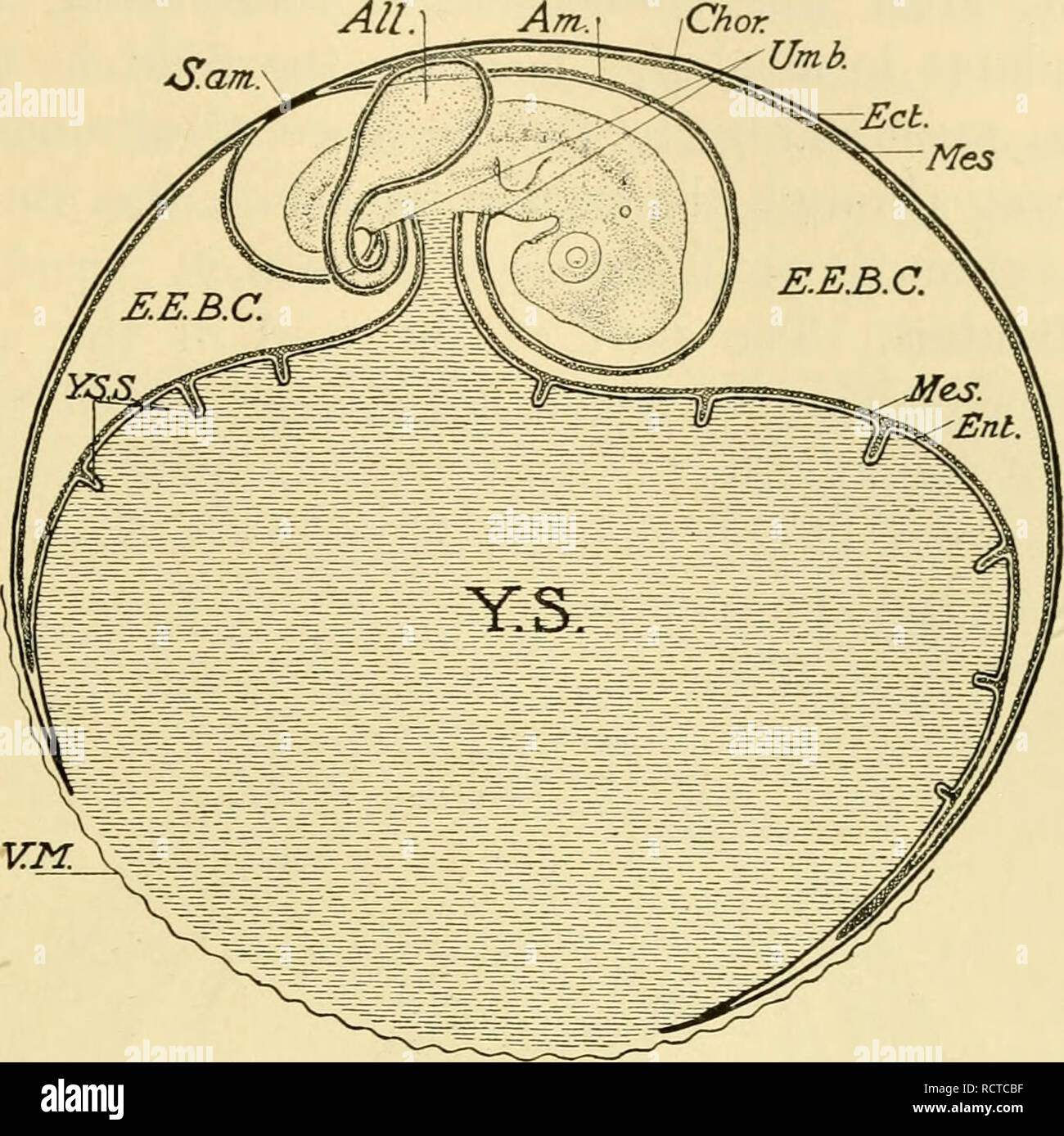 . The development of the chick : an introduction to embryology ...