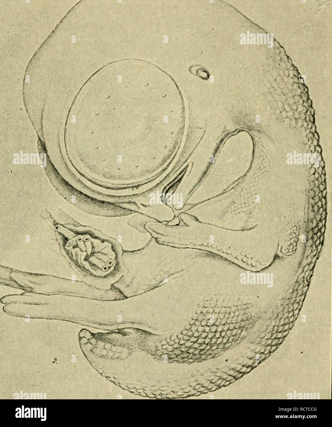. The development of the chick : an introduction to embryology ...