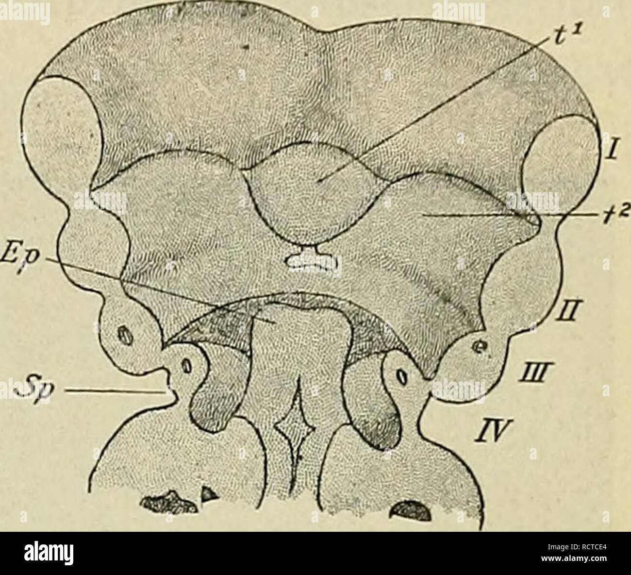 Embryology Of Man And Mammals High Resolution Stock Photography and ...