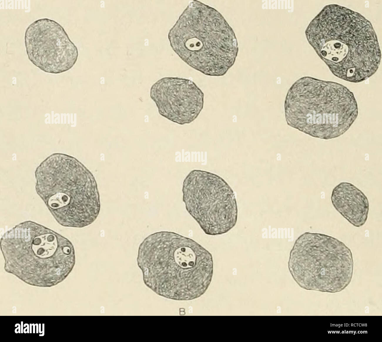 . The development of the albino rat, Mus norvegicus albinus. Embryology ...