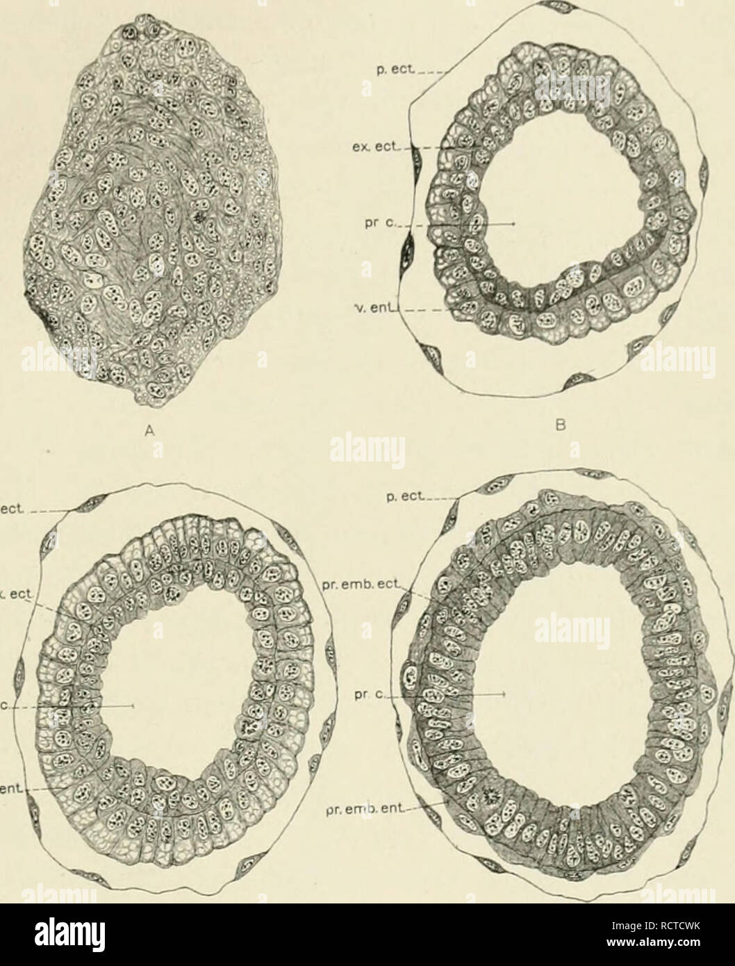 . The development of the albino rat, Mus norvegicus albinus. Embryology ...