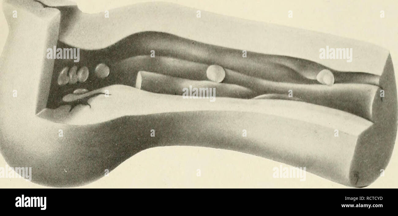 . The development of the albino rat, Mus norvegicus albinus. Embryology ...