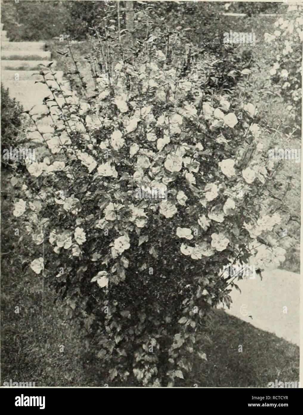 Robust shrub rose hi-res stock photography and images - Alamy