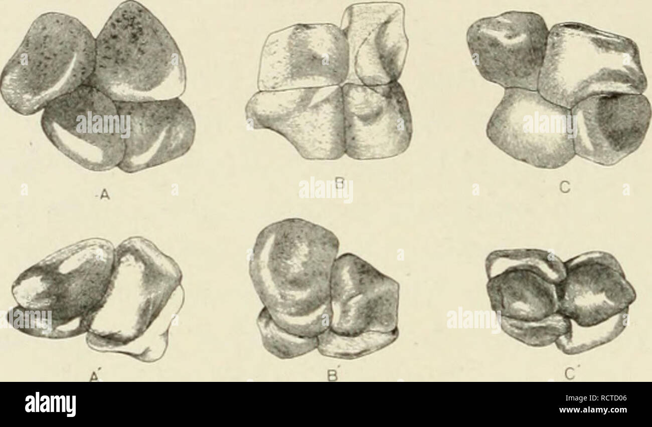. The development of the albino rat, Mus norvegicus albinus. Embryology ...