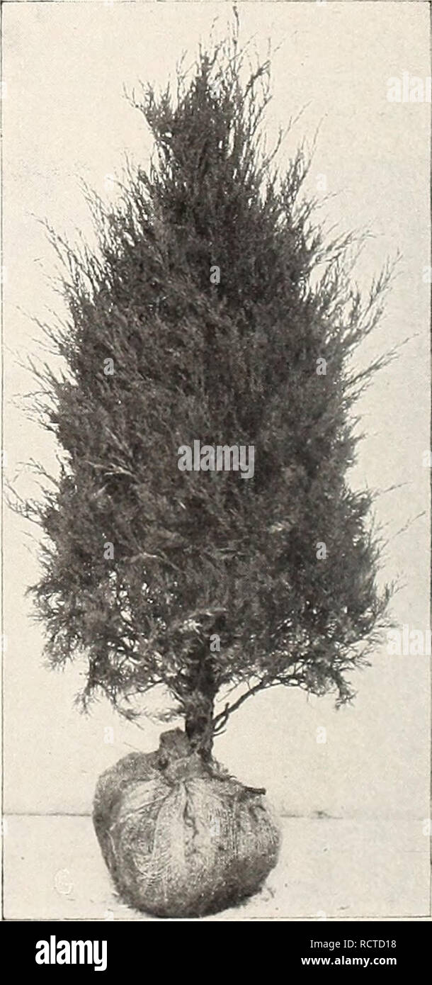 Yellow dwarf azalea hi-res stock photography and images - Alamy