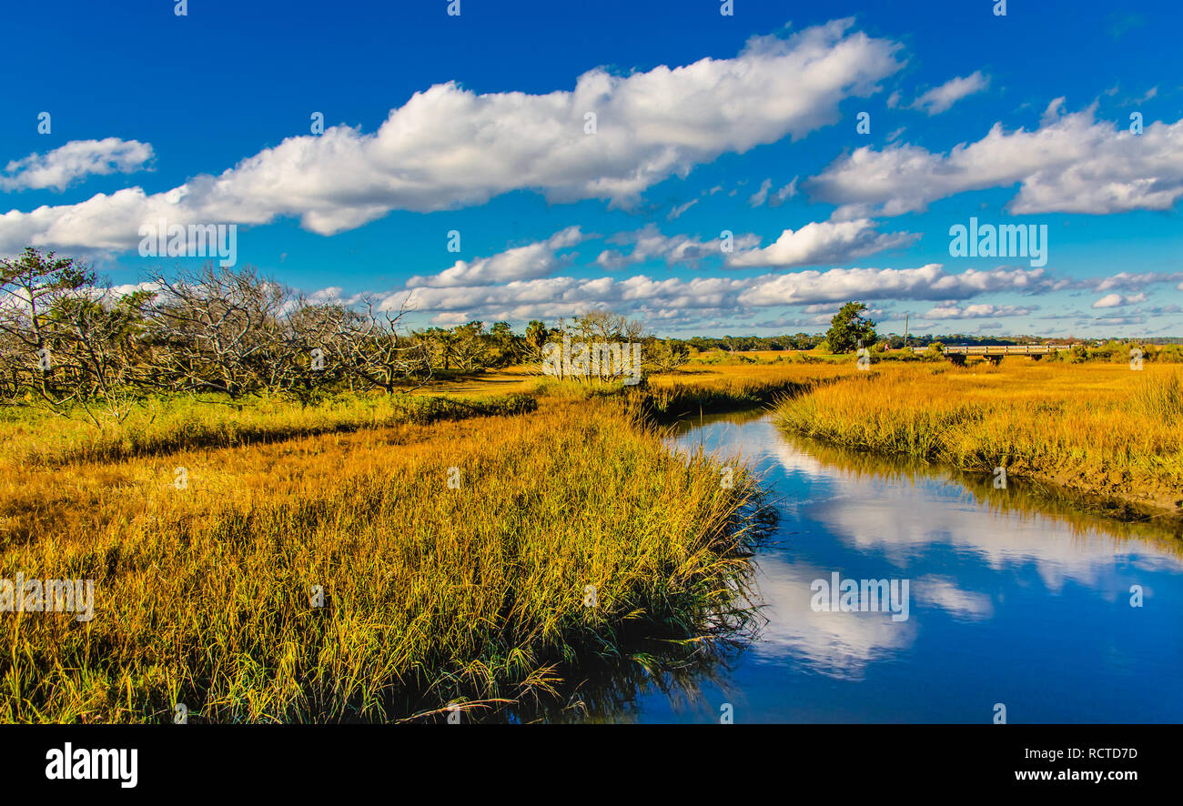 Swamp salt marsh river grass hi-res stock photography and images - Alamy