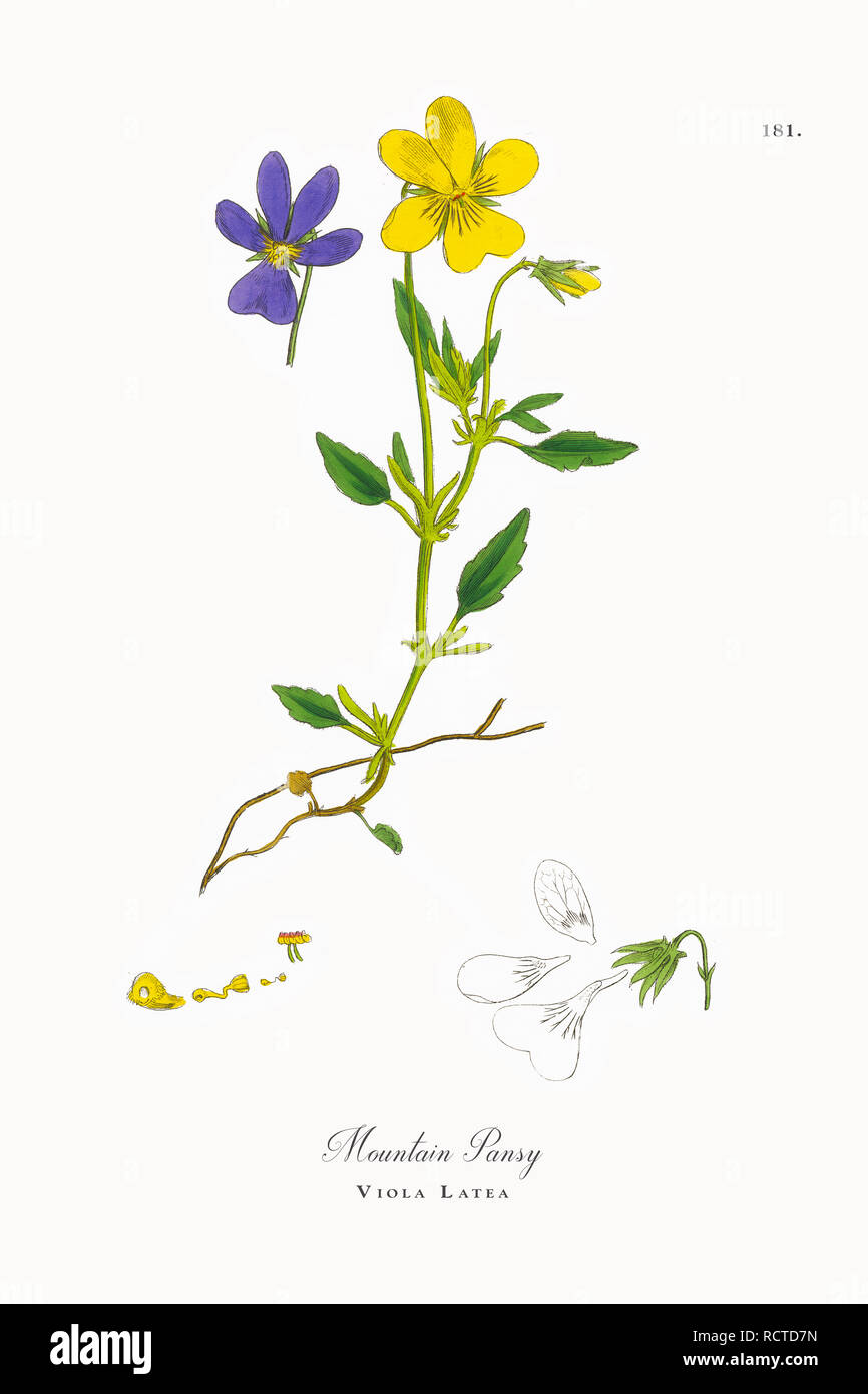 Antique Hand-Colored Victorian Botanical Illustration, Circa 1863 Stock ...