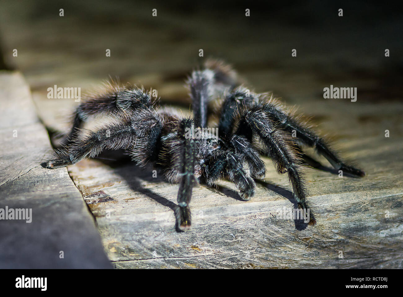 black tarantula in the peruvian Amazon jungle at Madre de Dios Peru ...