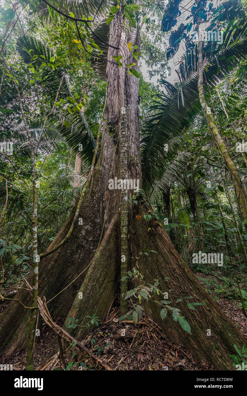 big tree in the peruvian Amazon jungle at Madre de Dios Peru Stock ...