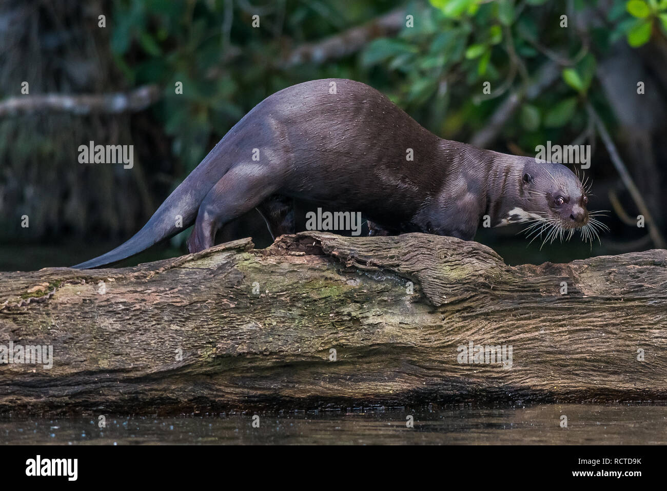 Giant otter standing on log in the peruvian Amazon jungle at Madre de ...