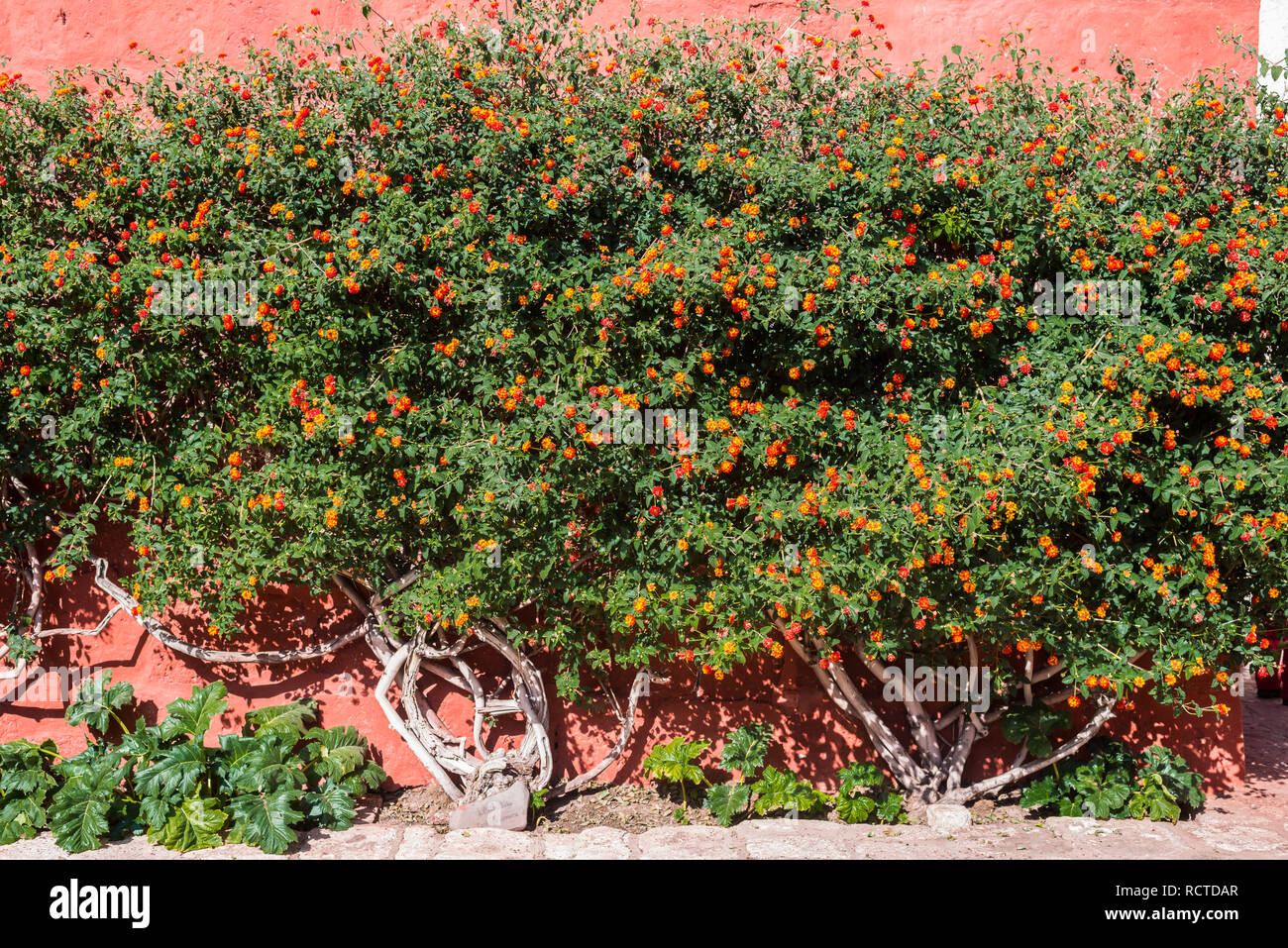 Sage bush hi-res stock photography and images - Alamy