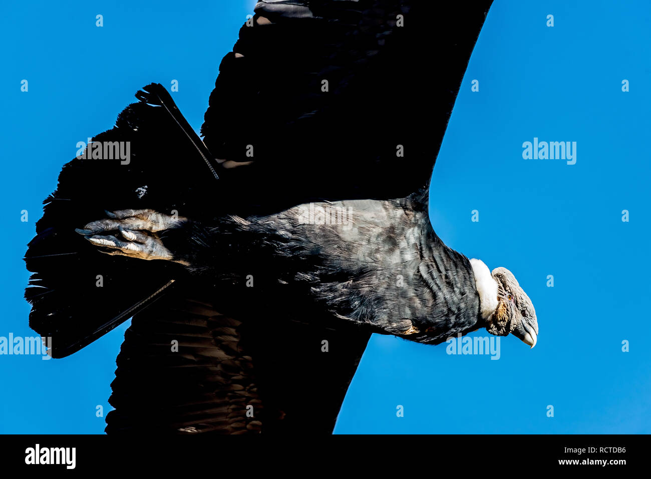 Andean condor flying in the Colca Canyon in the peruvian Andes at ...
