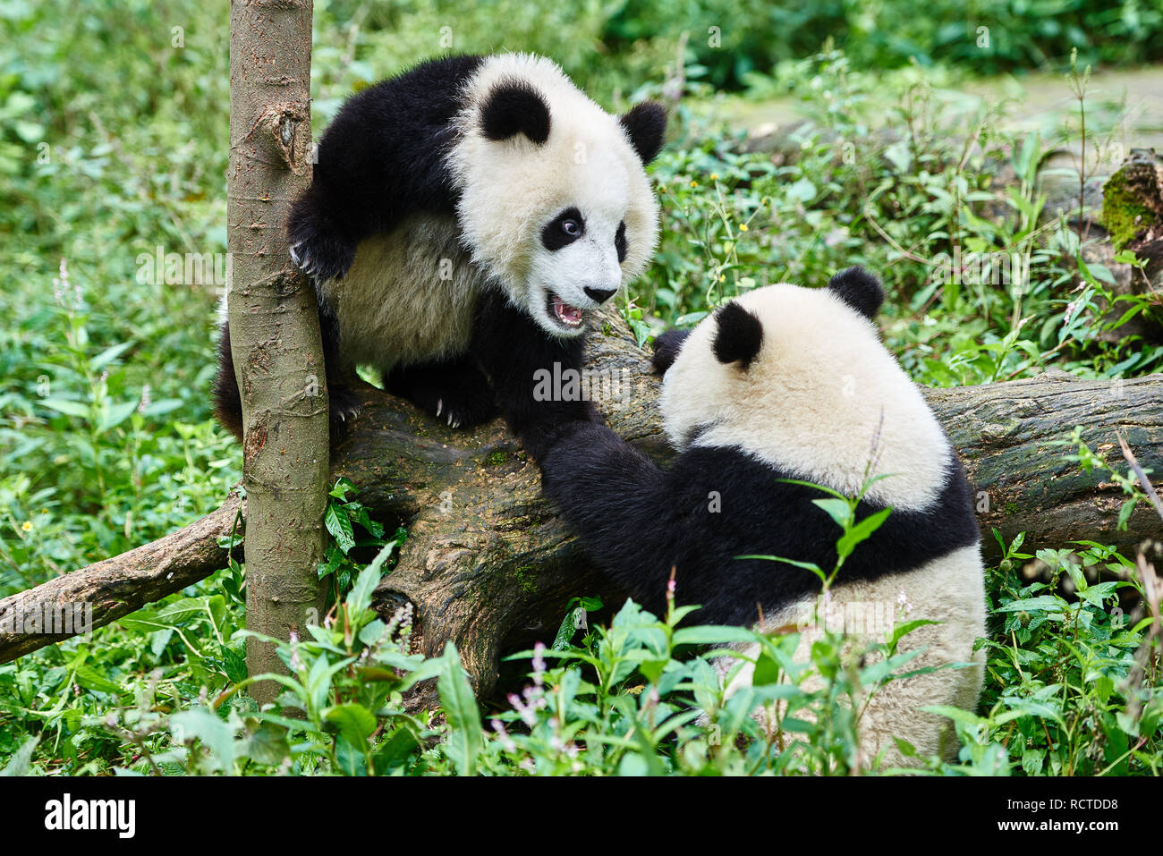 Panda bear cubs hi-res stock photography and images - Alamy