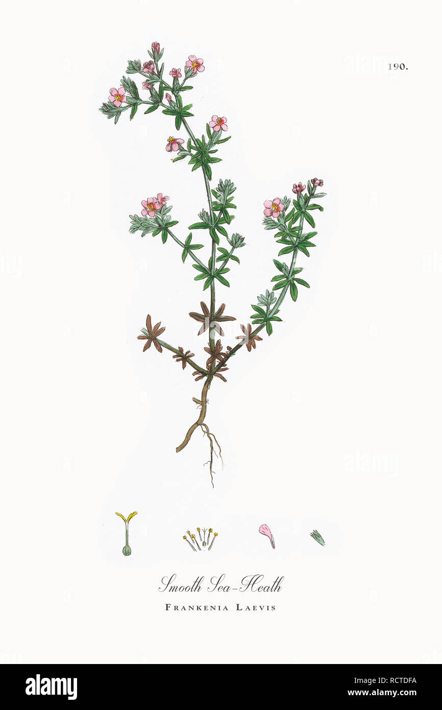 Antique Hand-Colored Victorian Botanical Illustration, Circa 1863 Stock ...