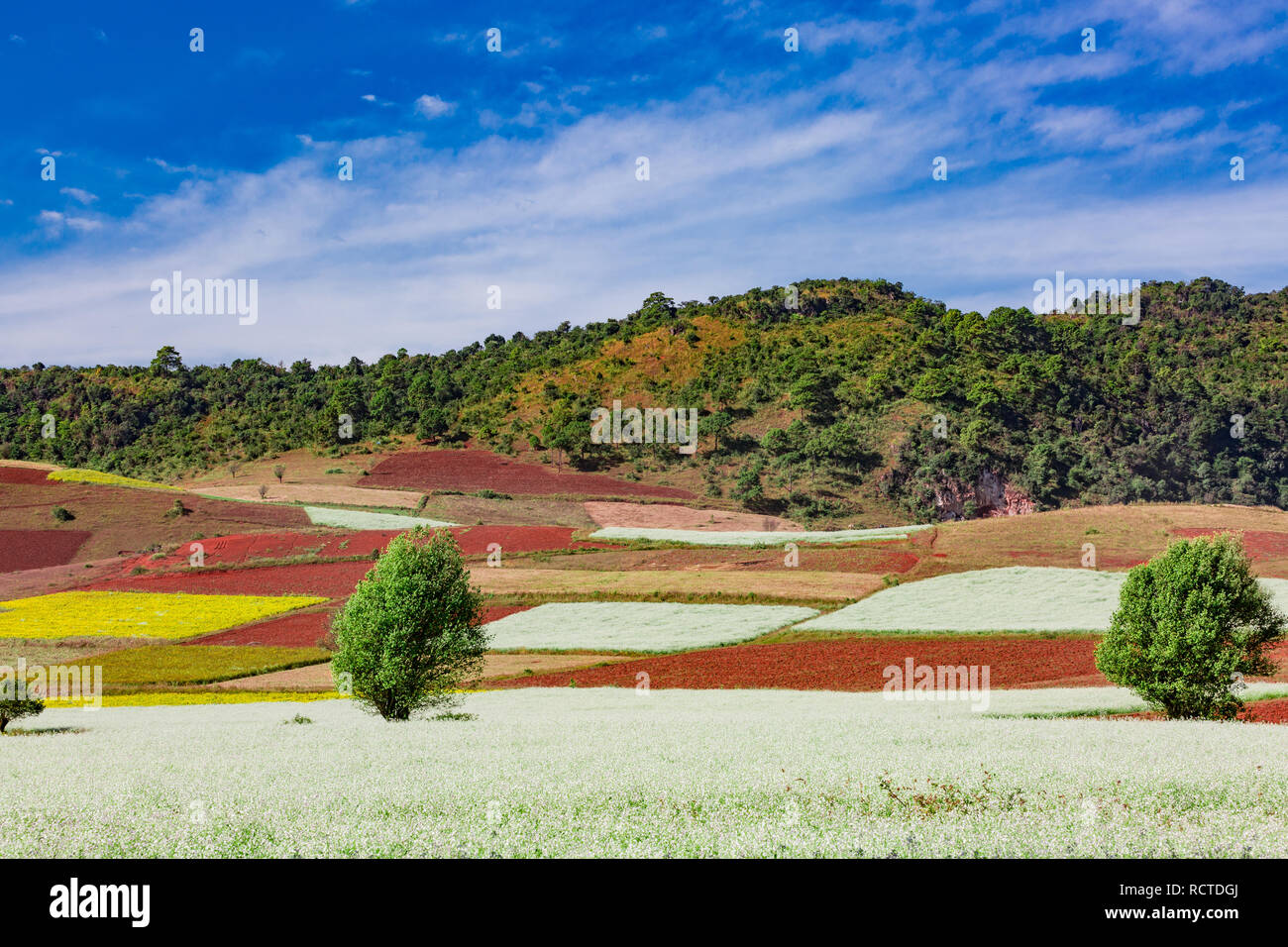 cultivated land fields landscaped near Kalaw Shan state in Myanmar ...