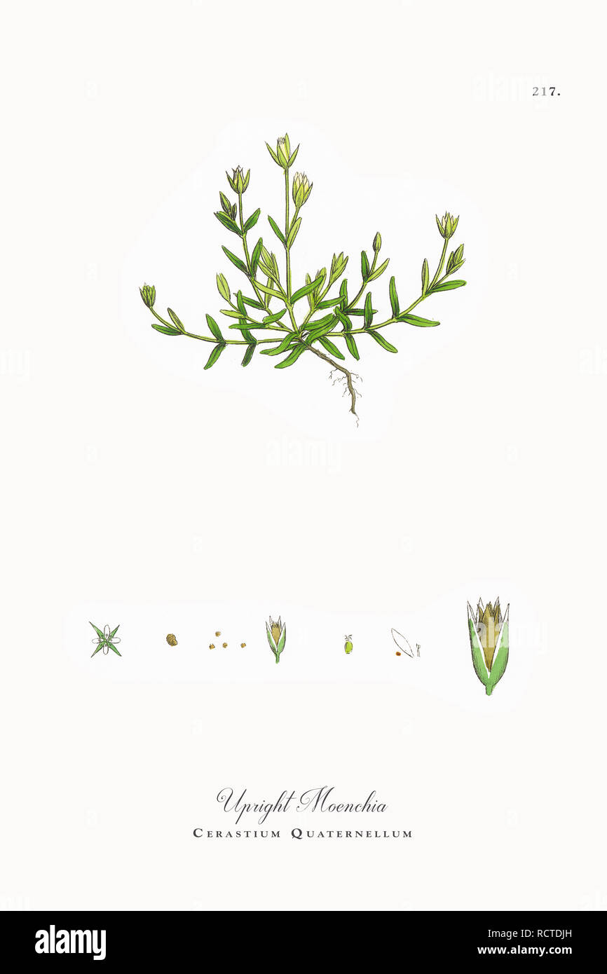 Antique Hand-Colored Victorian Botanical Illustration, Circa 1863 Stock ...