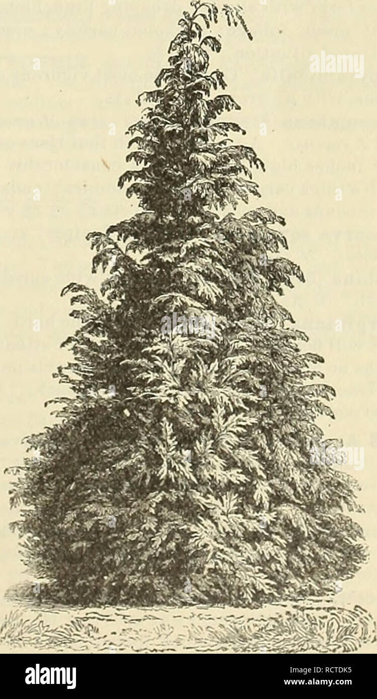 . Descriptive catalogue of ornamental trees plants vines fruits, etc ...