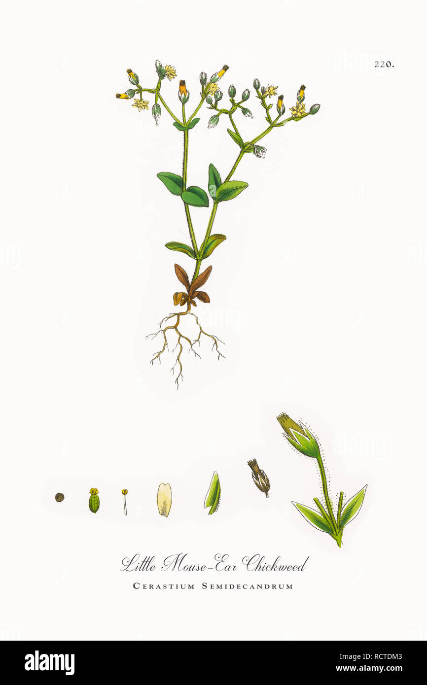 Antique Hand-Colored Victorian Botanical Illustration, Circa 1863 Stock ...