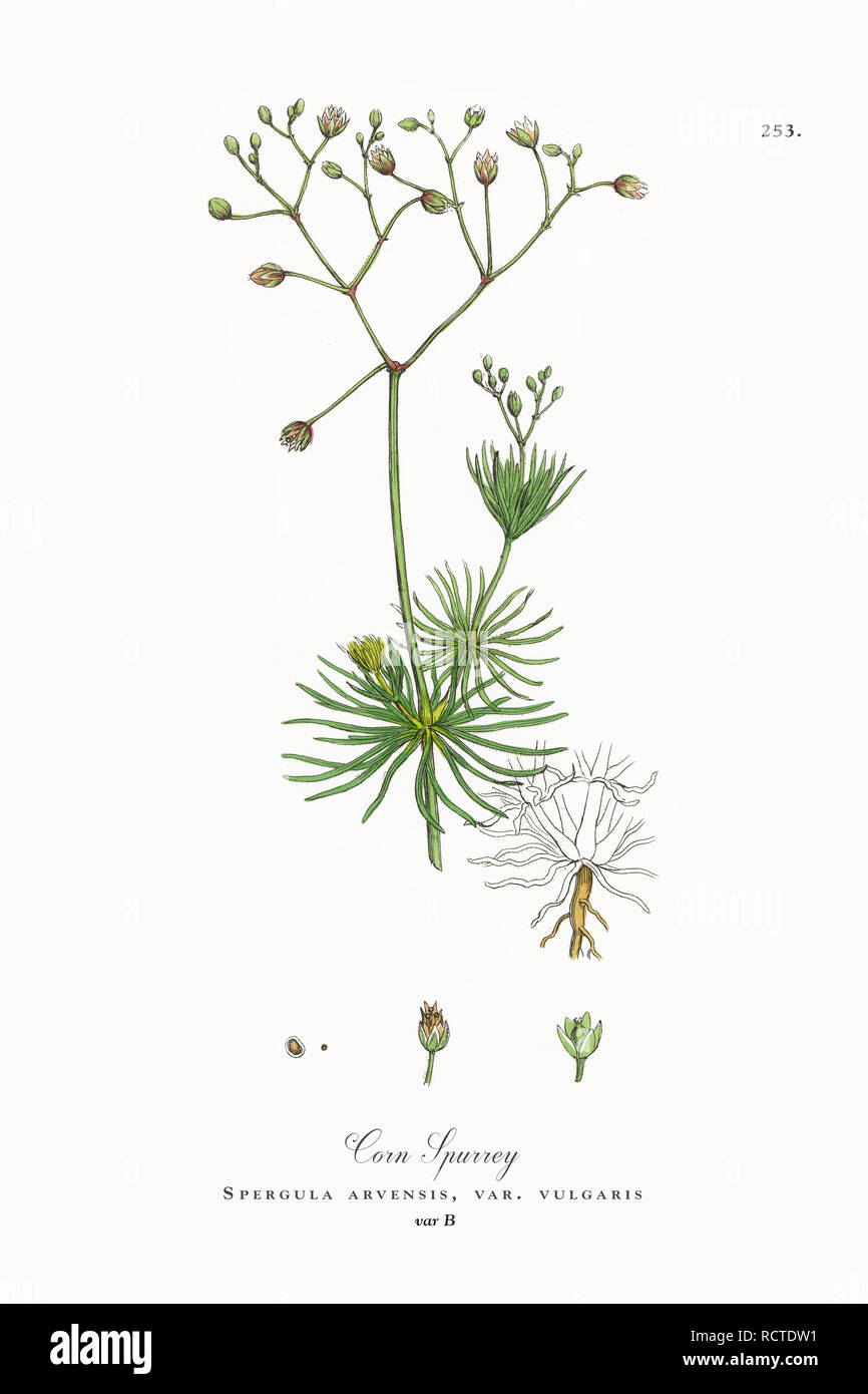 Antique Hand-Colored Victorian Botanical Illustration, Circa 1863 Stock ...