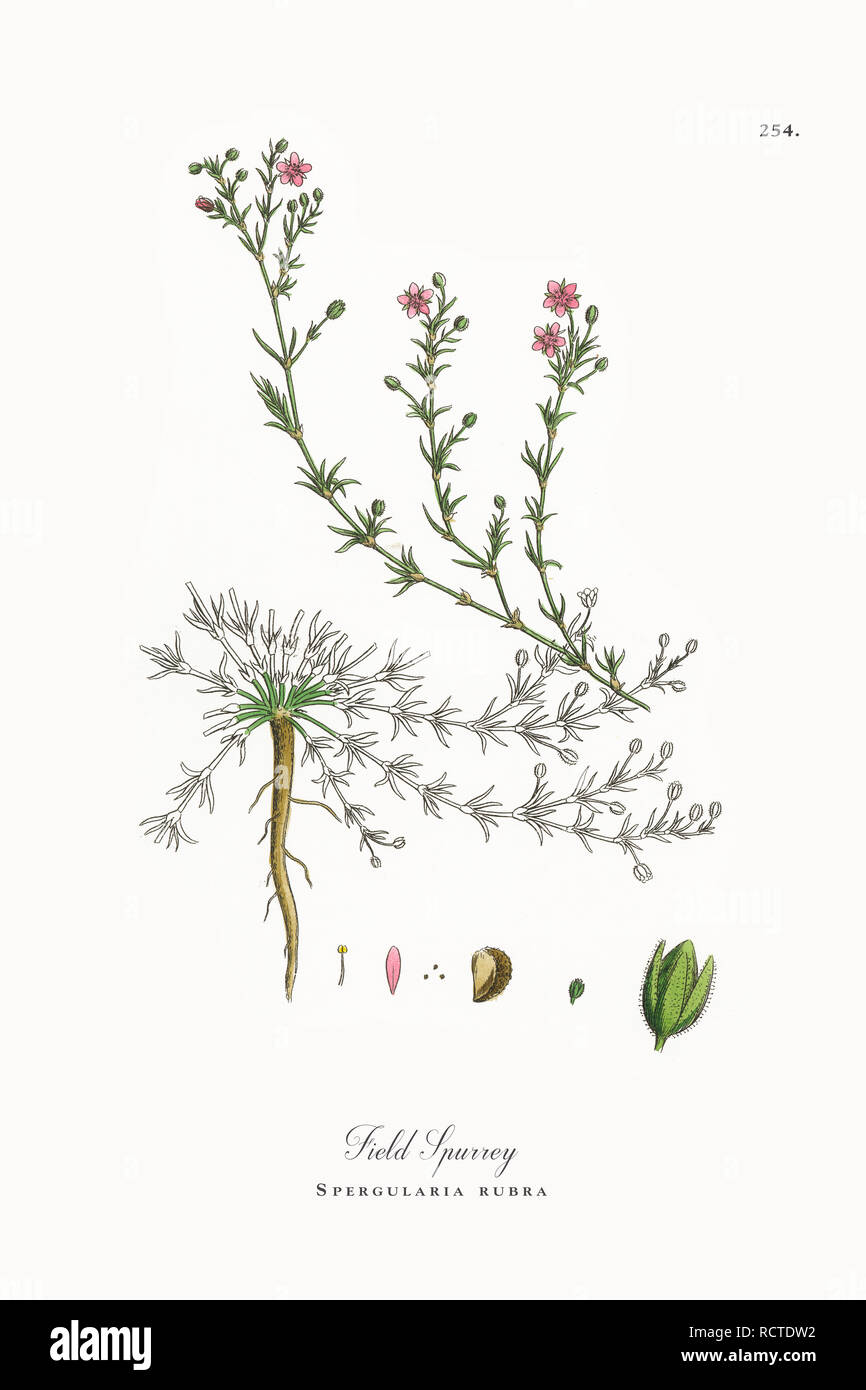 Antique Hand-Colored Victorian Botanical Illustration, Circa 1863 Stock ...