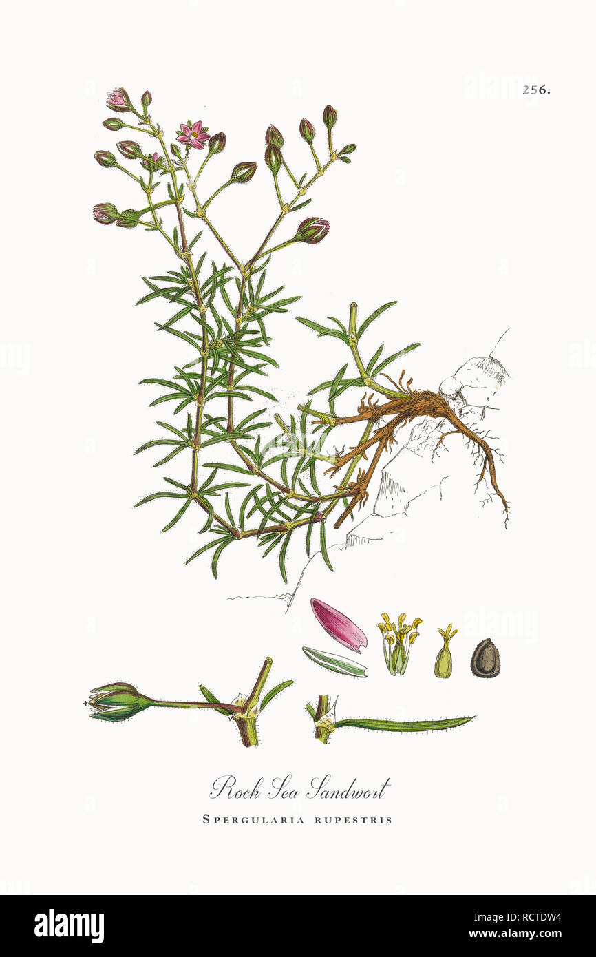 Antique Hand-Colored Victorian Botanical Illustration, Circa 1863 Stock ...