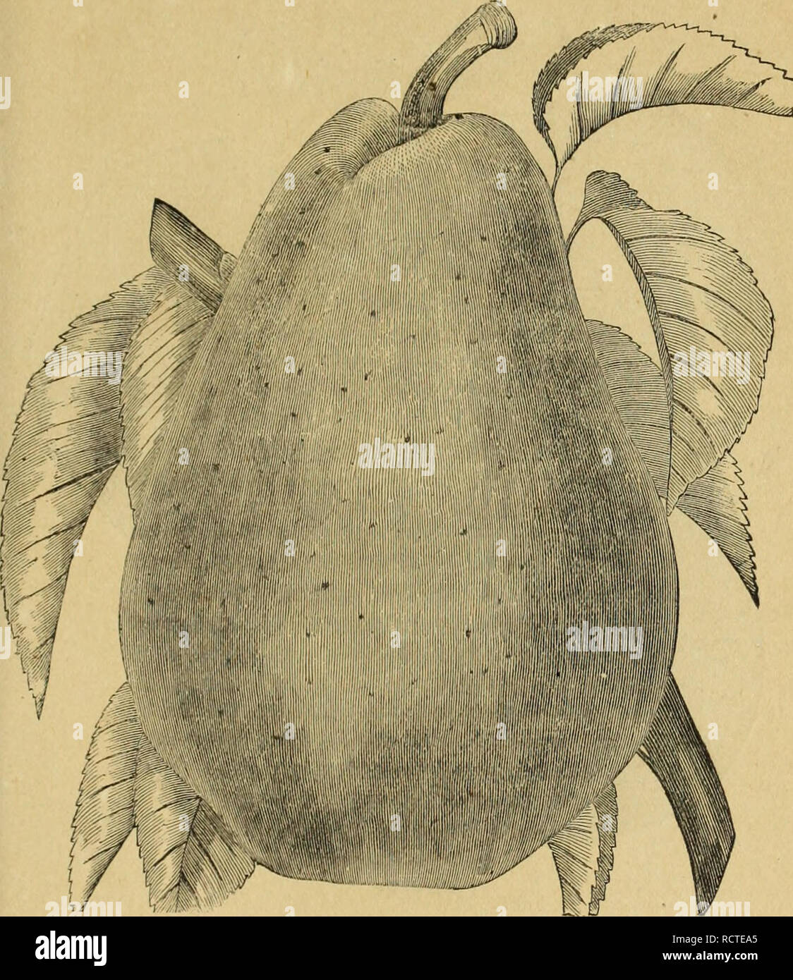 . Descriptive catalogue of fruit, shade, and ornamental trees, roses ...