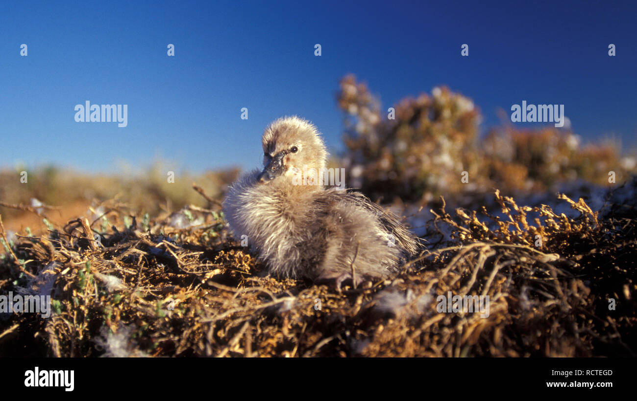 BLACK SWAN CYGNET (CYGNUS ATRATUS) ON THE NEST, GOLDFIELDS, WESTERN ...