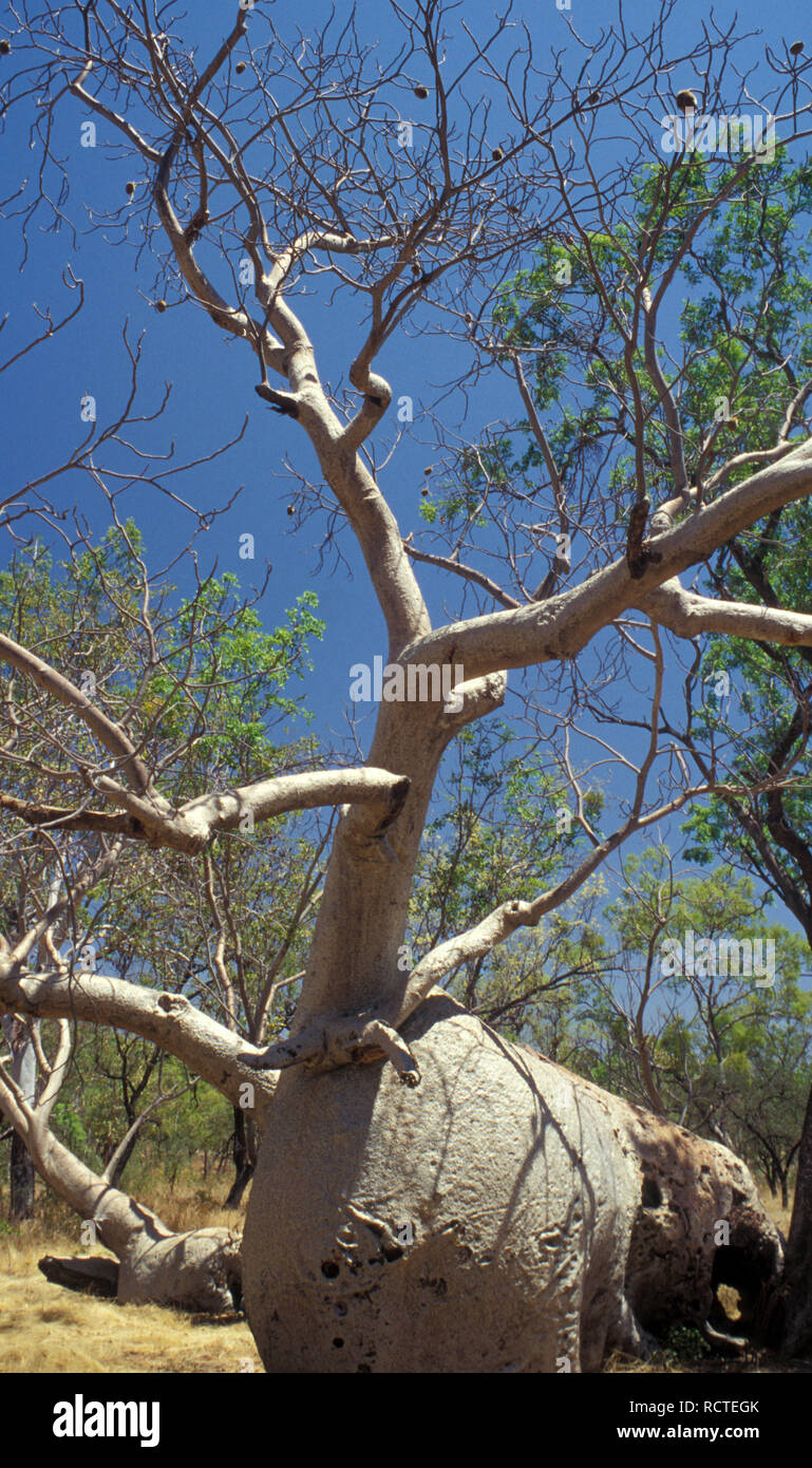 Australian baobab tree hi-res stock photography and images - Alamy