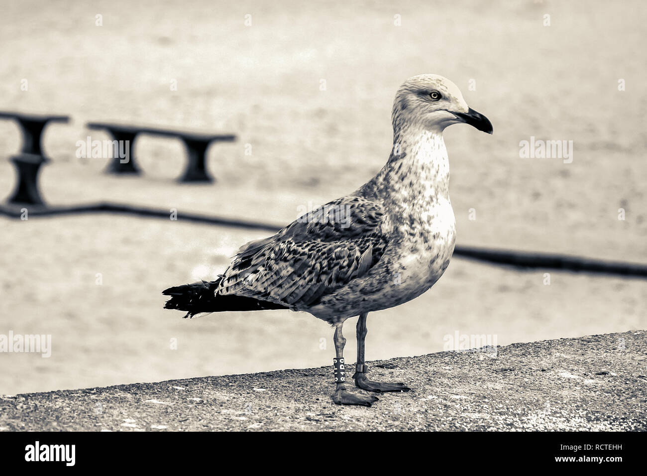 Laridae - seagull family birds Stock Photo - Alamy