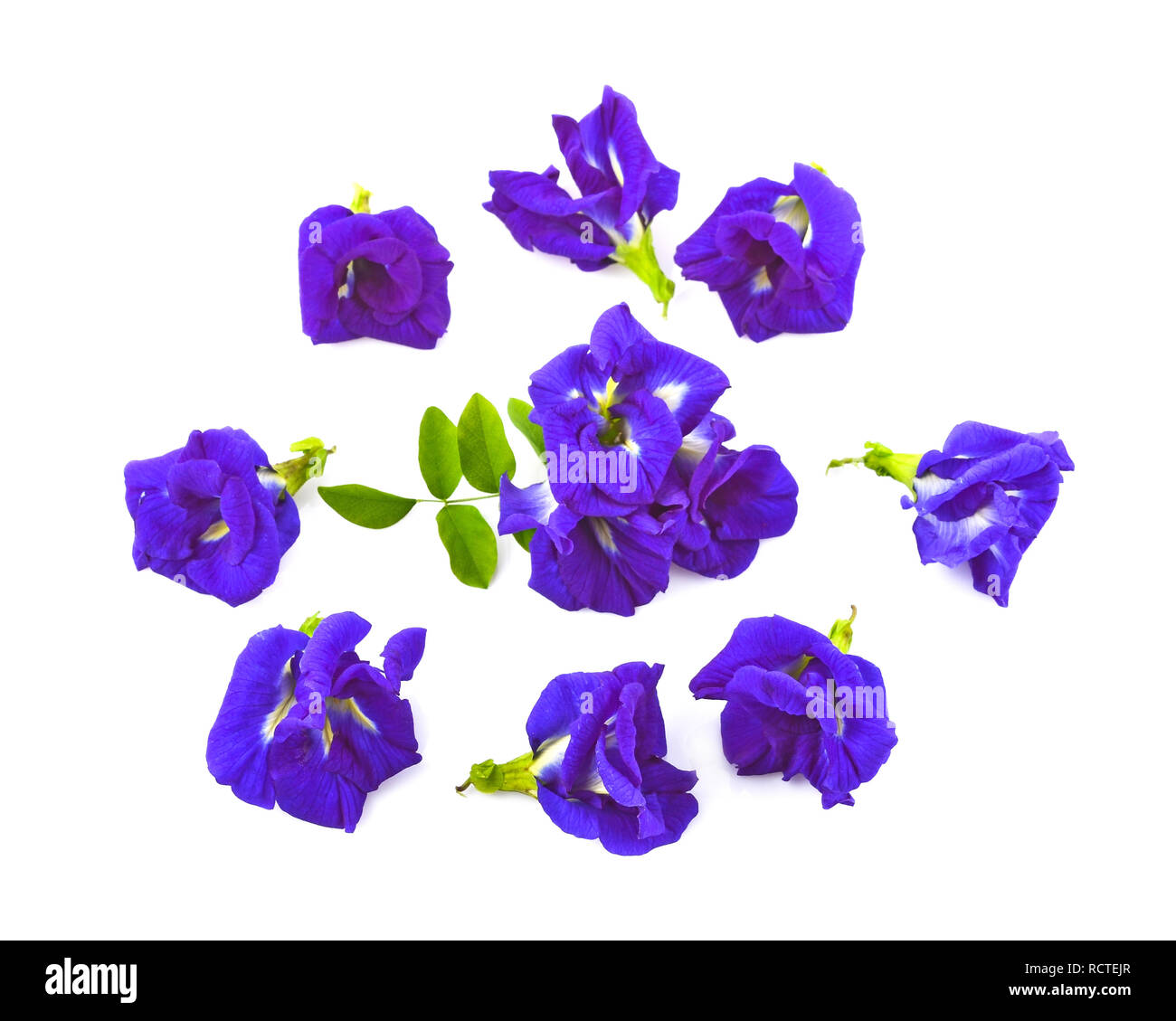 Top view set of Clitoria ternatea or Aparajita flower isolated on white ...