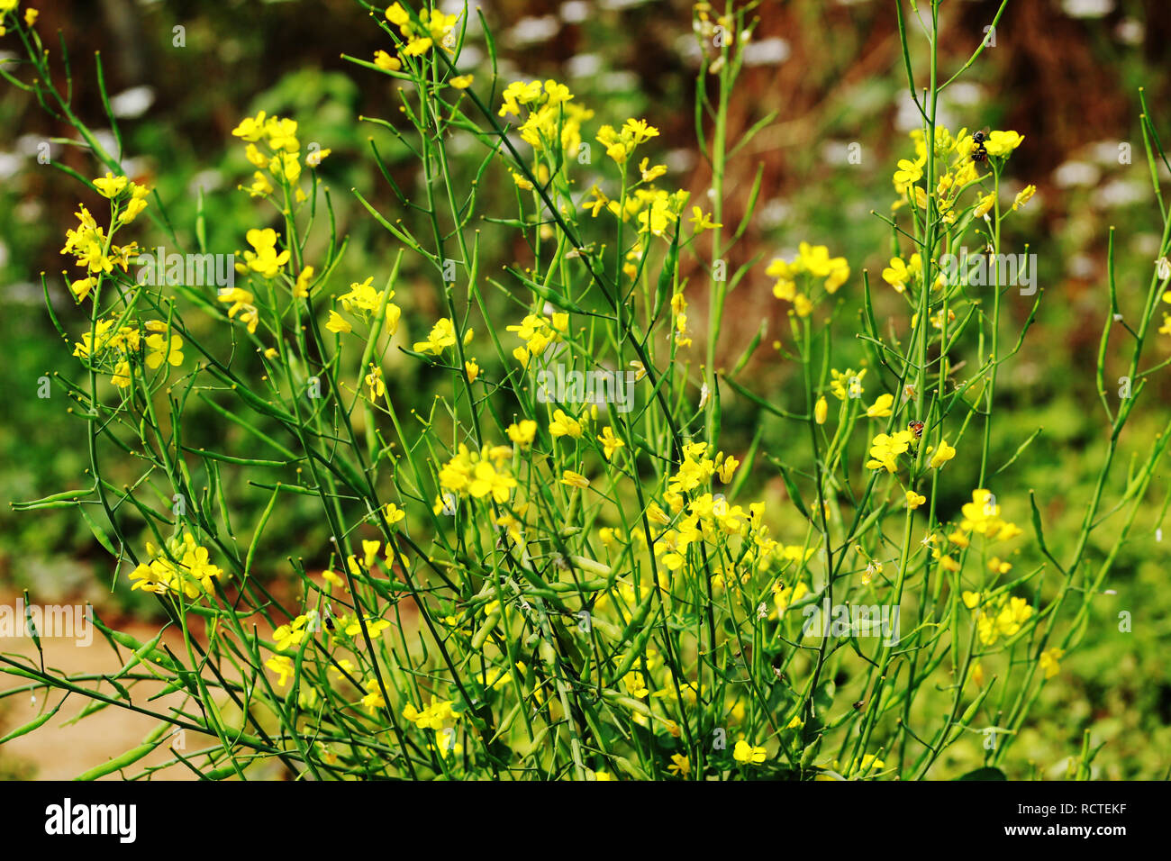 Mustard plant and flower in a garden Stock Photo - Alamy