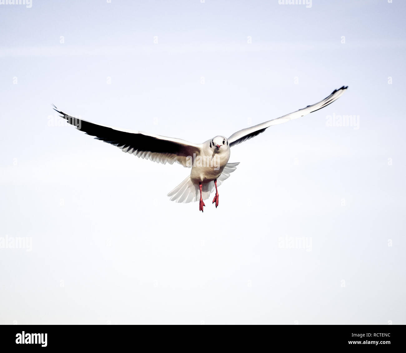 Laridae - seagull family birds Stock Photo - Alamy