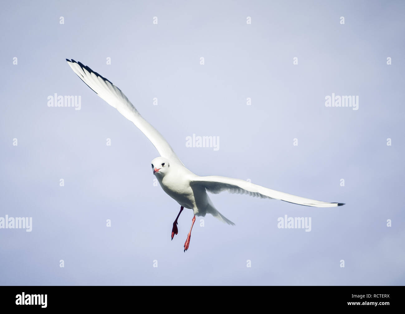Laridae - seagull family birds Stock Photo - Alamy