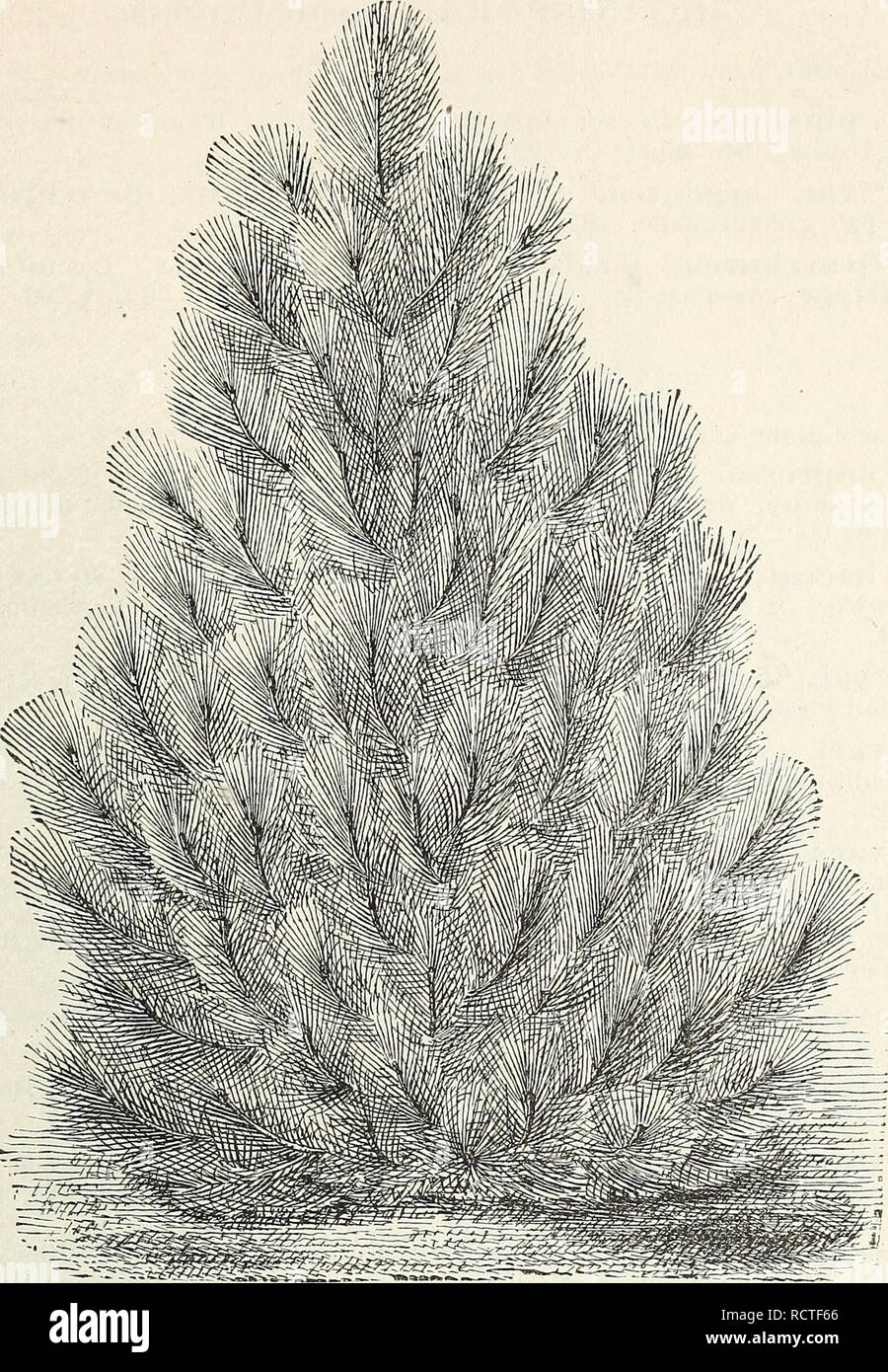 Conical tree hi hi-res stock photography and images - Alamy