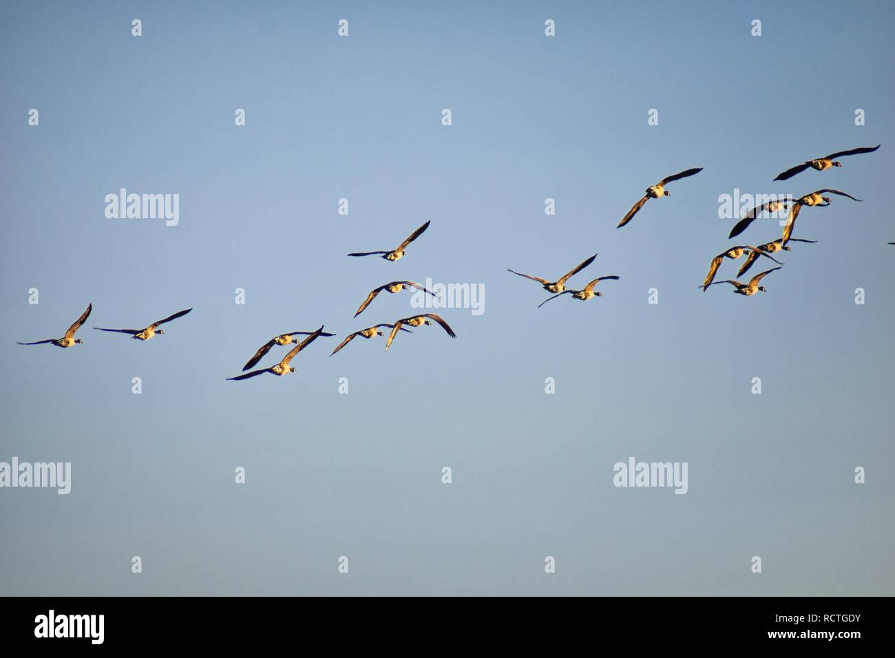 Wild geese flying under hi-res stock photography and images - Alamy